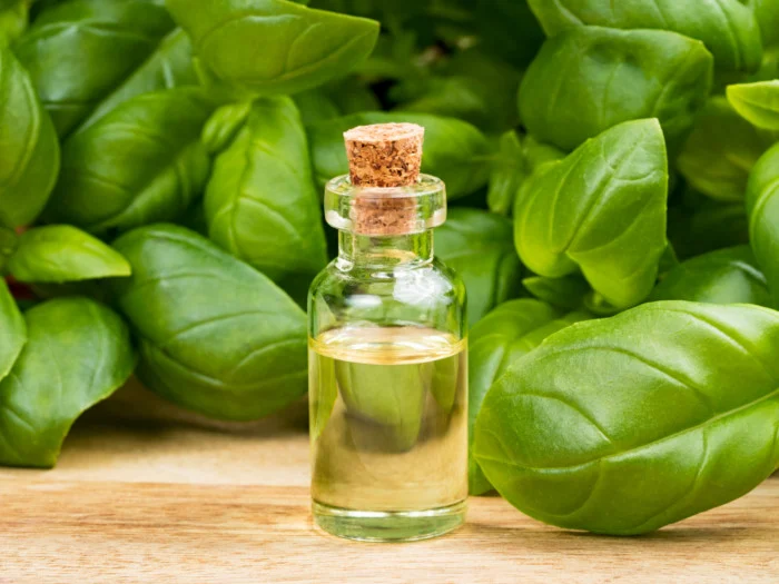 Basil Oil Top 6 Health Benefits You Should Know About